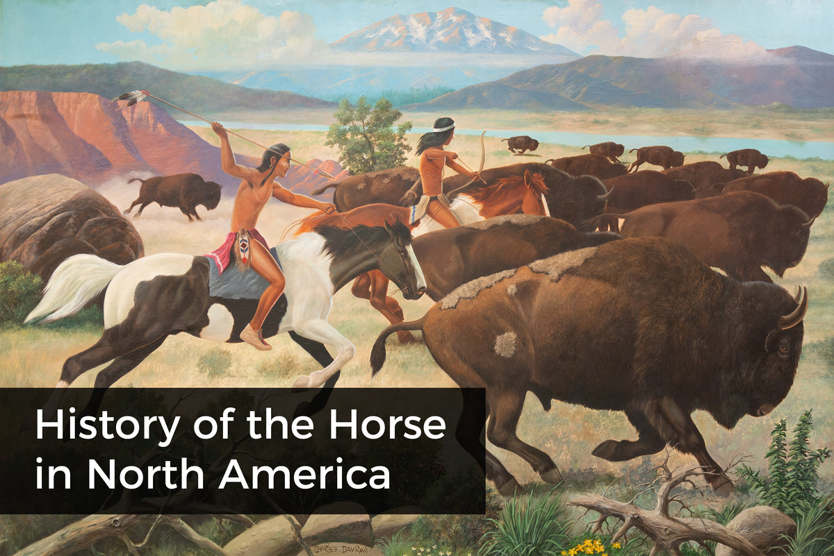 History of the Horse in North America — Cisco's Gallery
