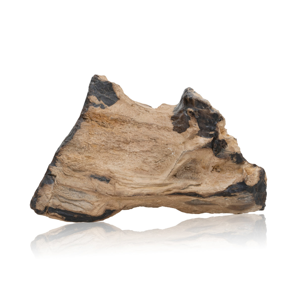 Prehistoric Fossilized Triceratops Leg Bone — Cisco's Gallery