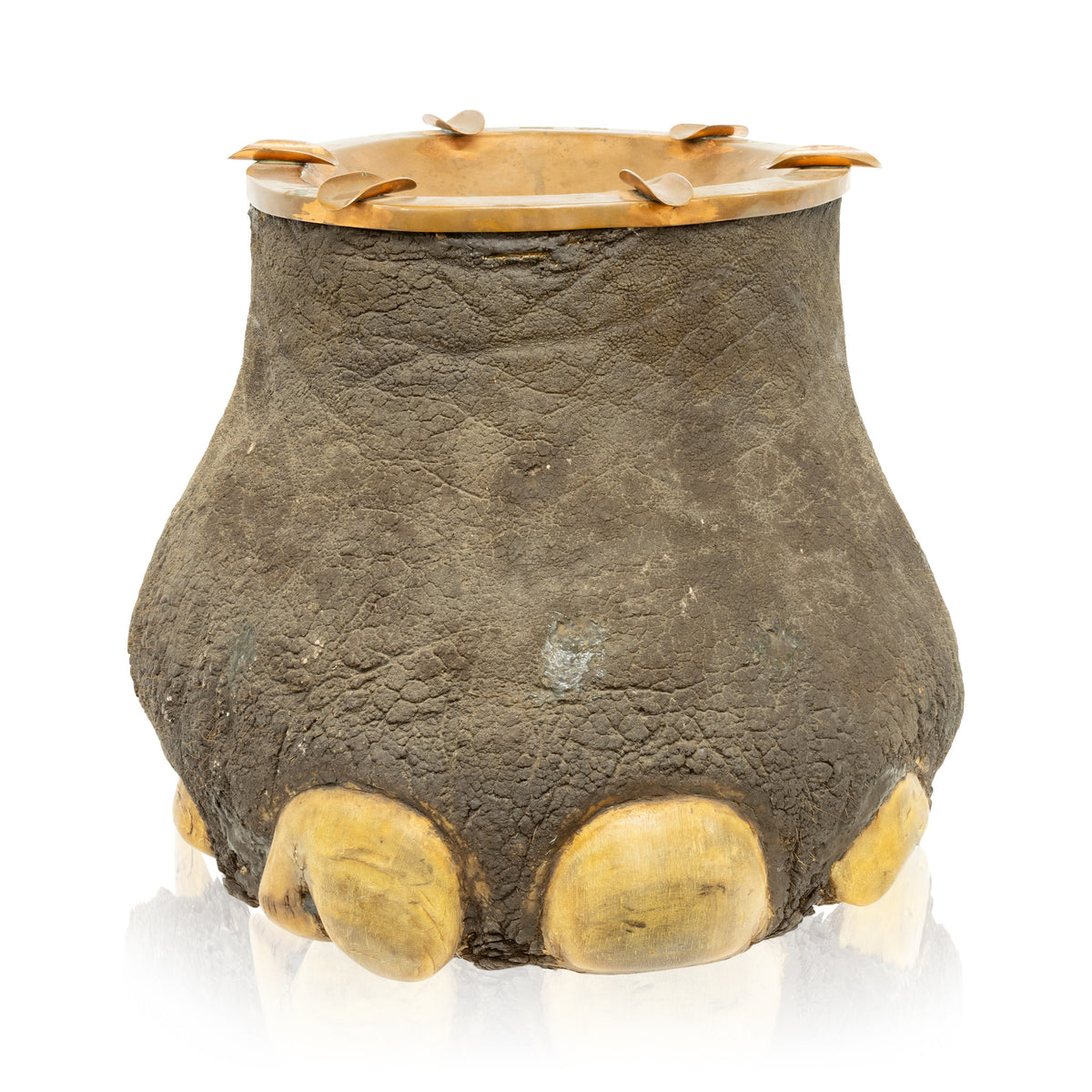 Elephant Foot Stand Liquor Cabinet — Cisco's Gallery