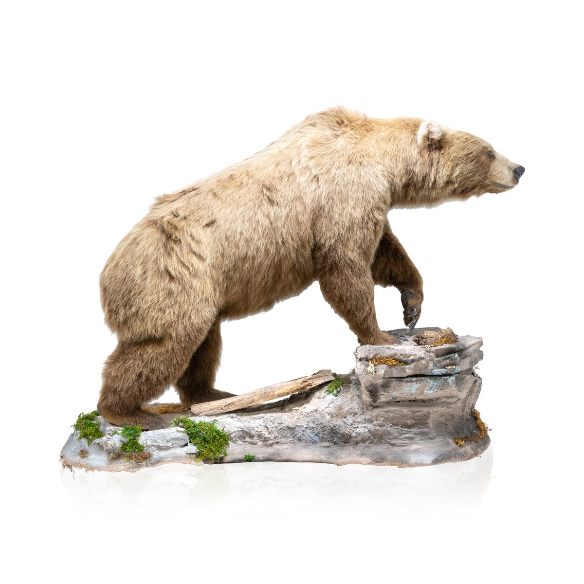 Full Body Grizzly Bear — Cisco's Gallery