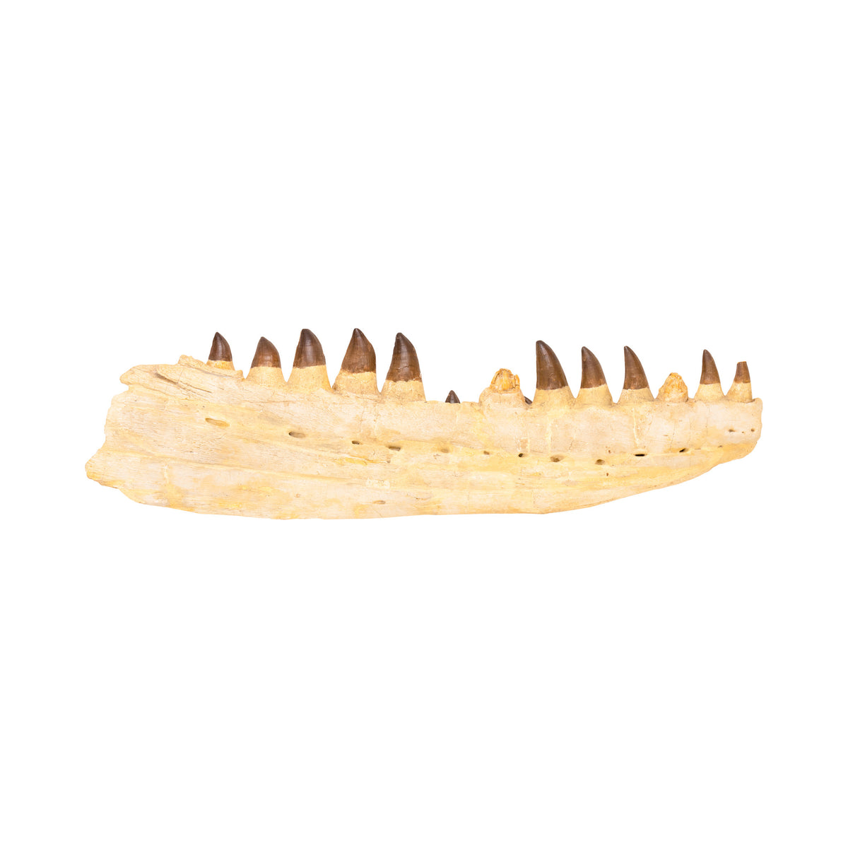 Mosasaurus Lower Jaw — Cisco's Gallery