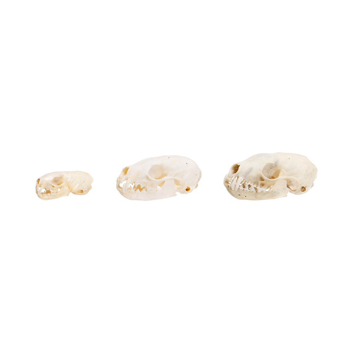 Martin, Mink, and Weasel Skulls — Cisco's Gallery