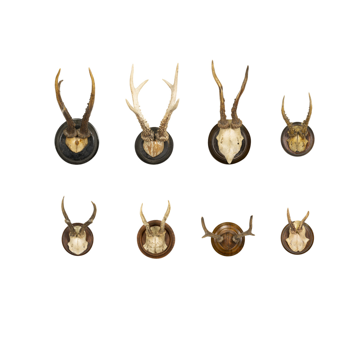 Ten Roe Deer Plaques — Cisco's Gallery