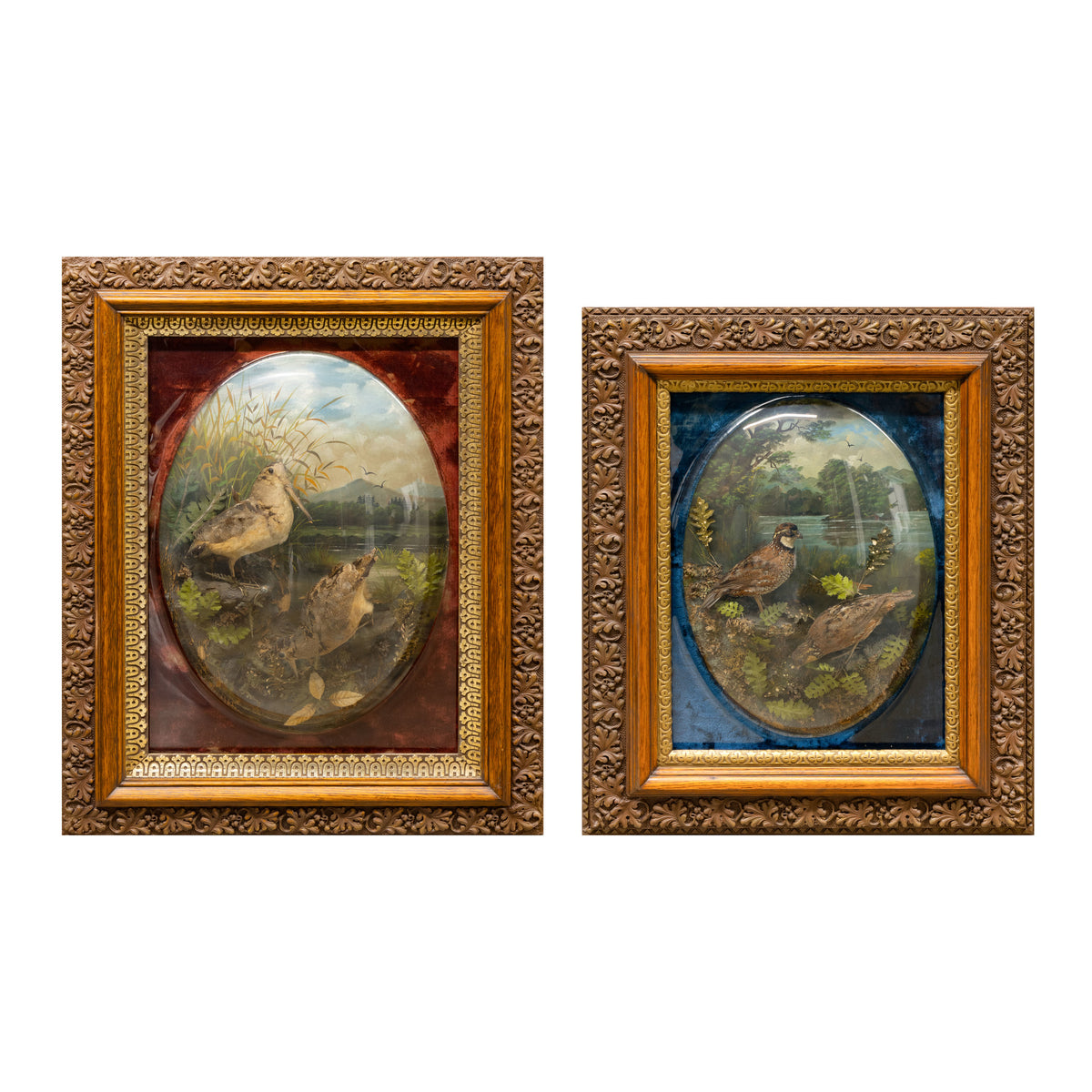 Pair of Woodcock and Bobwhite Dioramas — Cisco's Gallery
