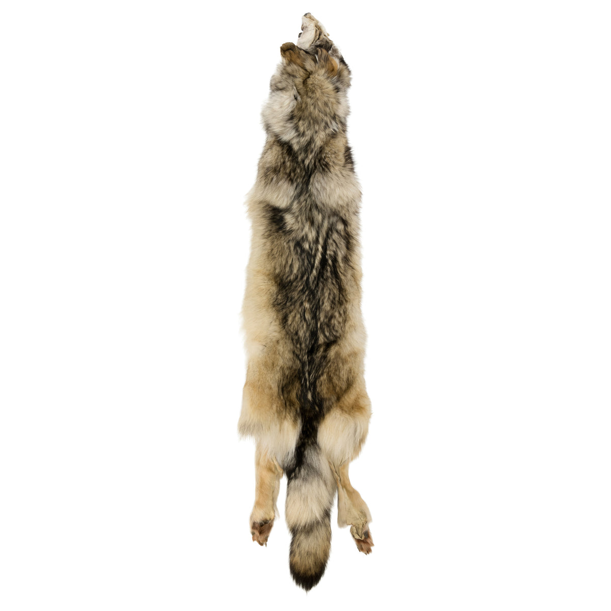 Alaskan Timberwolf Pelt — Cisco's Gallery