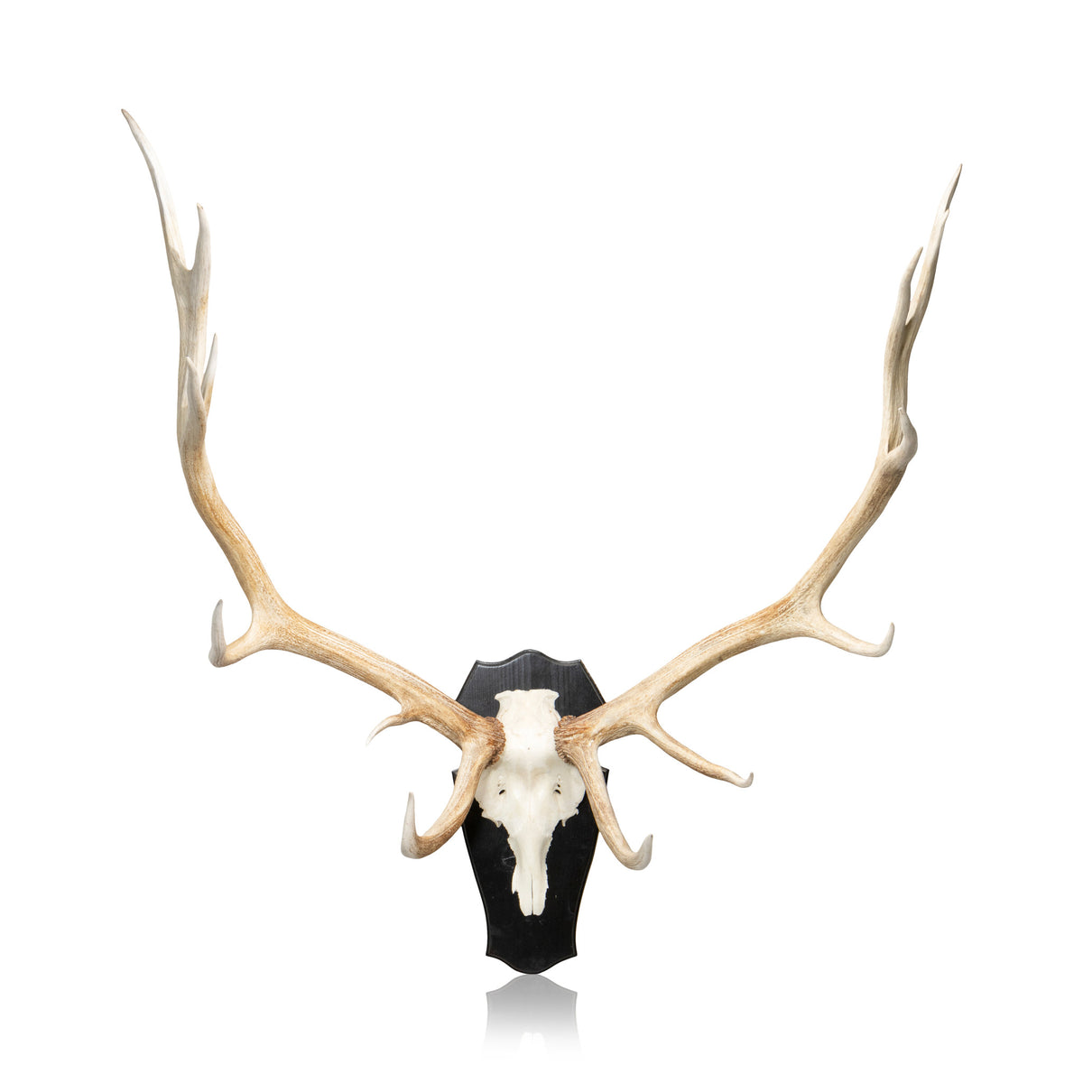 Elk Euro Mount — Cisco's Gallery